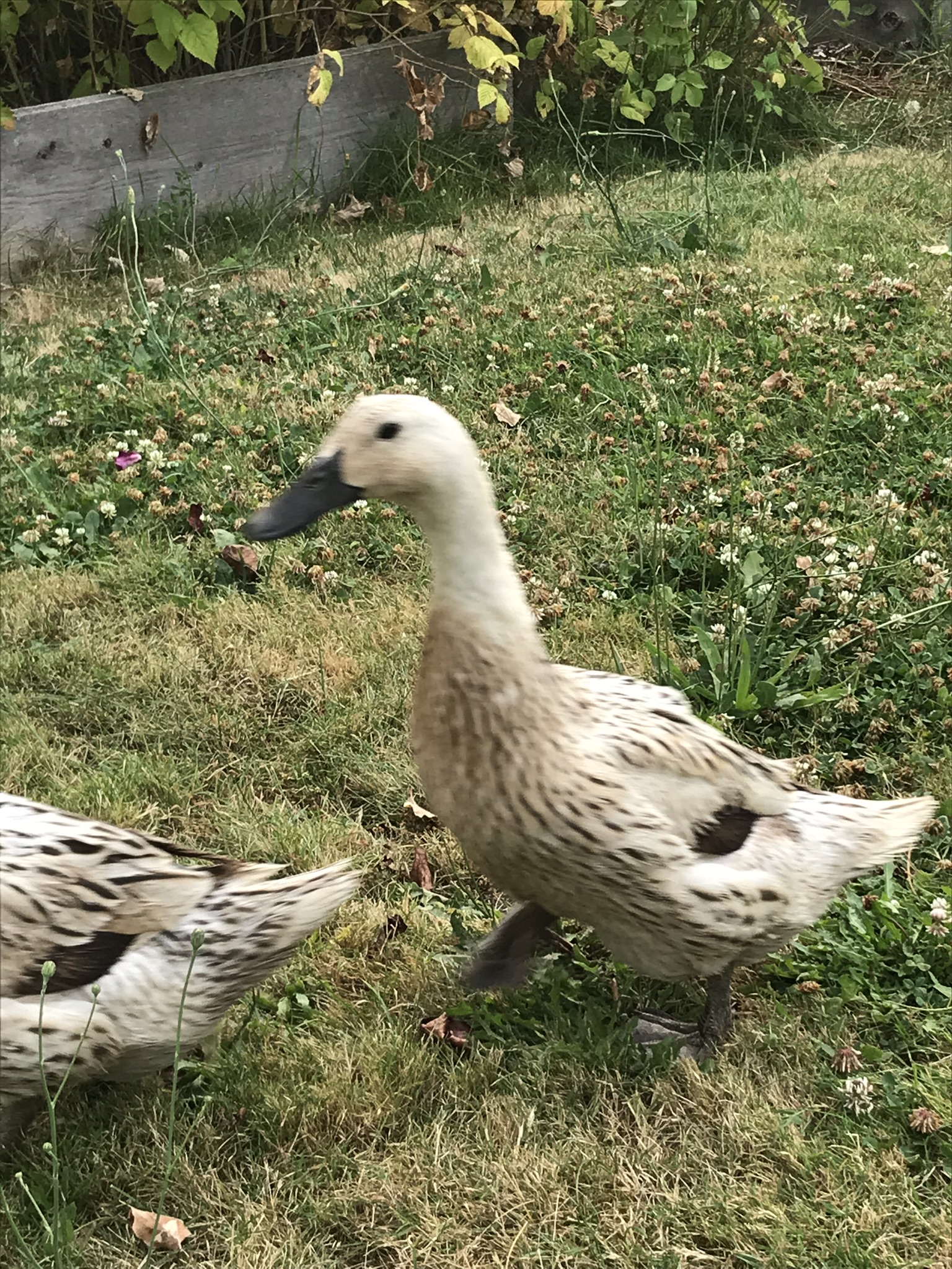 Duck Layer Feed - Urban Homsteading PDX