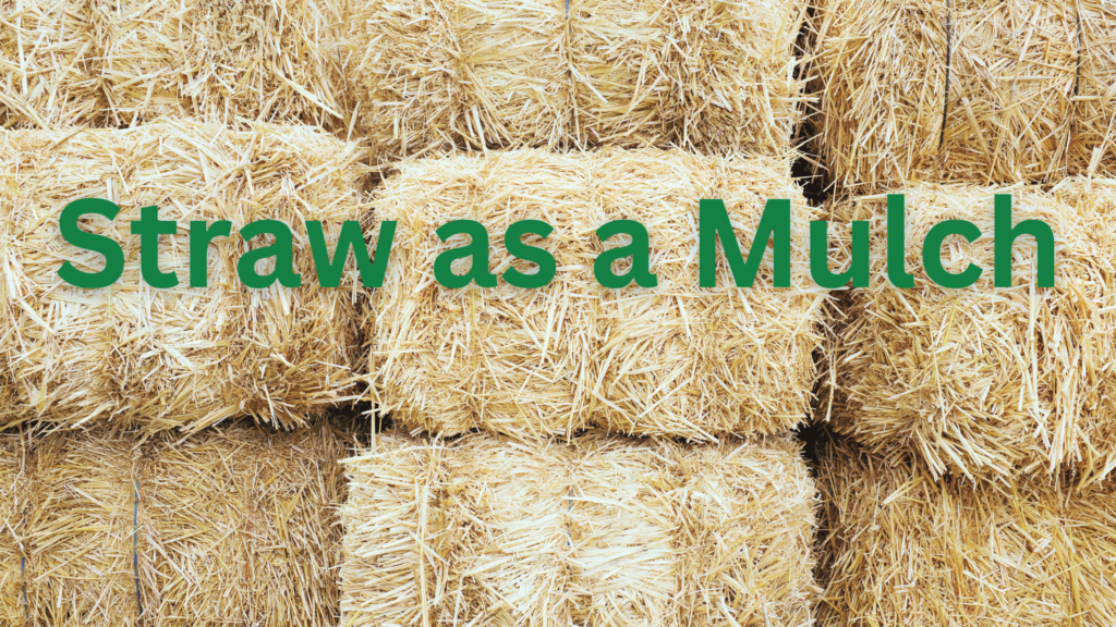 Straw as a Mulch - Urban Homsteading PDX